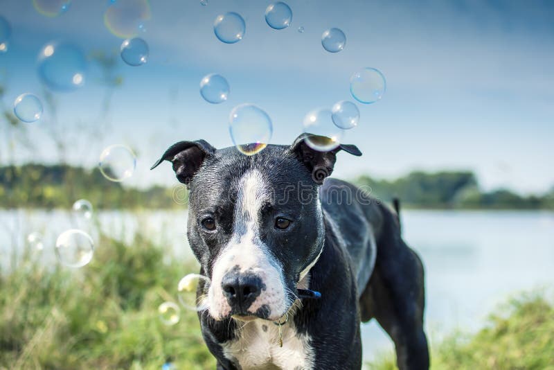 Steekbaard Stock Photos - Free & Royalty-Free Stock Photos from Dreamstime