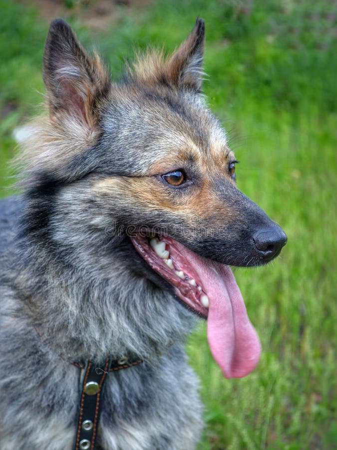 Profile Portrait of a Fluffy Brown Dog. Stock Photo - Image of eyes ...