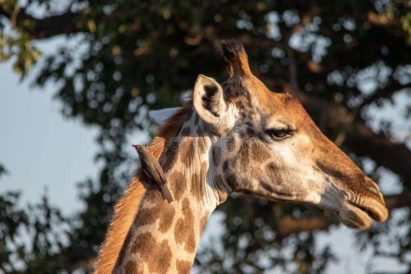Profile Portrait of a Giraffe Stock Photo - Image of voyage, road ...