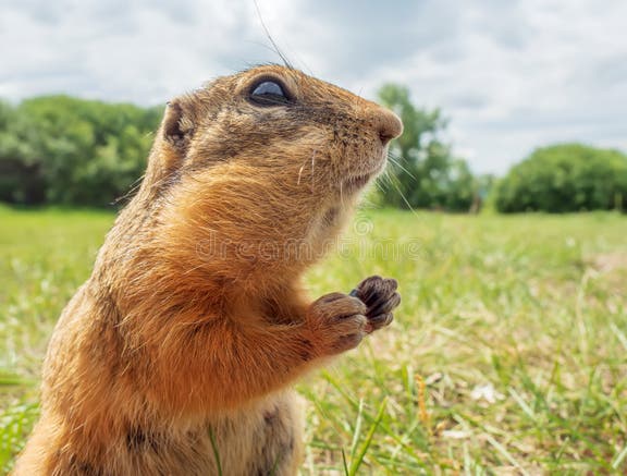 Profile Portrait of a Gopher on the Lawn. Close-up Stock Photo - Image ...