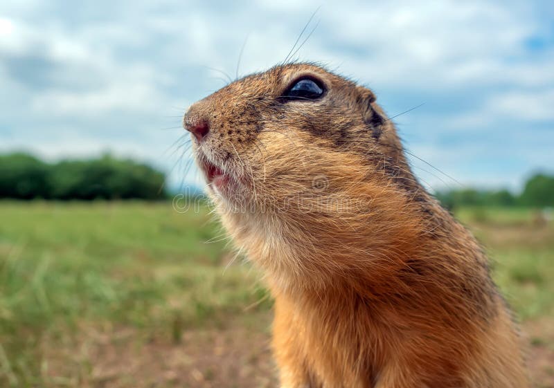 Profile Portrait of a Gopher on the Meadow. Close-up Stock Image ...