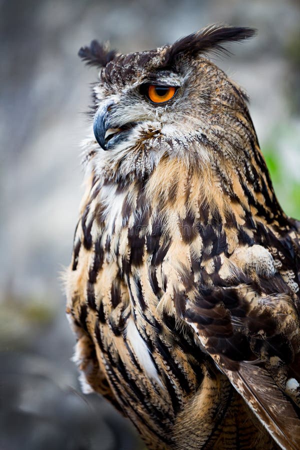 Profile Portrait of a Great Horned Owl Facing Left Stock Photo - Image ...