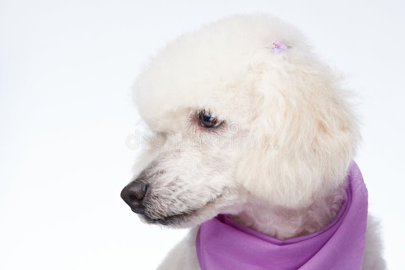 Profile Portrait of Groomed Poodle Stock Image - Image of isolated ...
