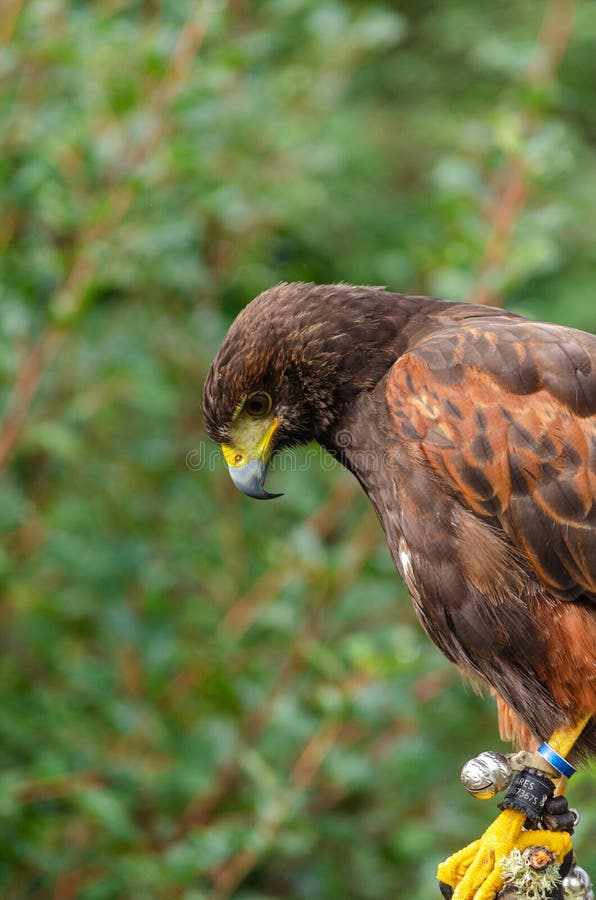Portrait of a Harris Hawk, Falconry Concept. Parabuteo Unicinctus Stock ...