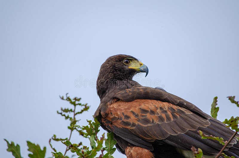 Portrait of a Harris Hawk, Falconry Concept. Parabuteo Unicinctus Stock ...