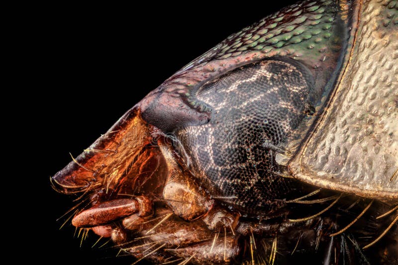 Insect Bristle Microscope Stock Photos - Free & Royalty-Free Stock ...