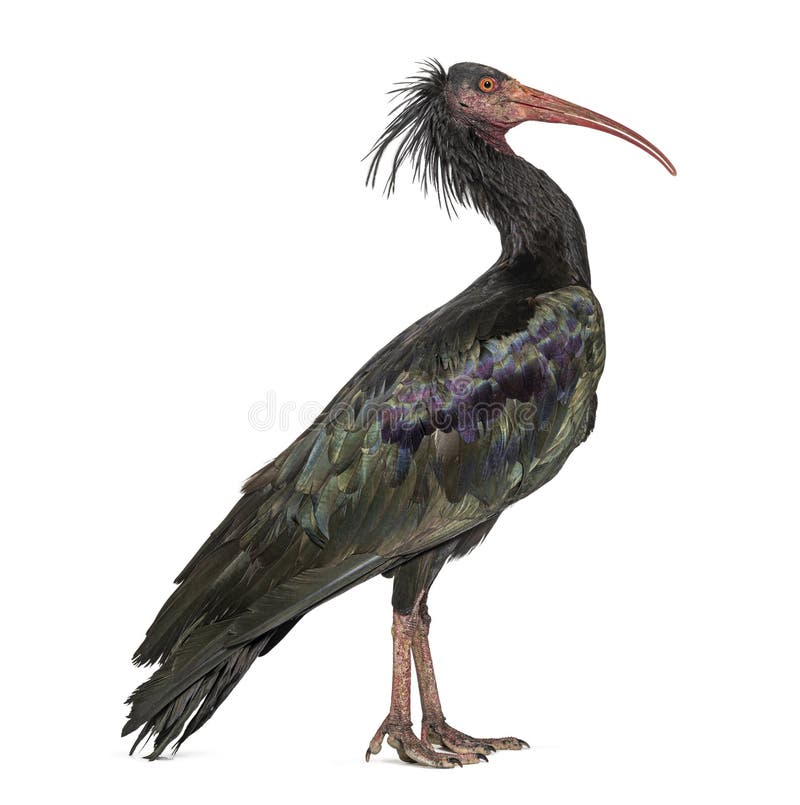 Profile Portrait of a Northern Bald Ibis, Geronticus Eremita, Isolated ...
