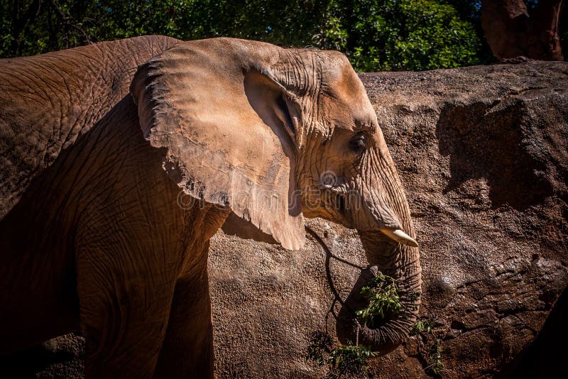 Profile Portrait of an Old African Bush Elephant Standing Under the ...