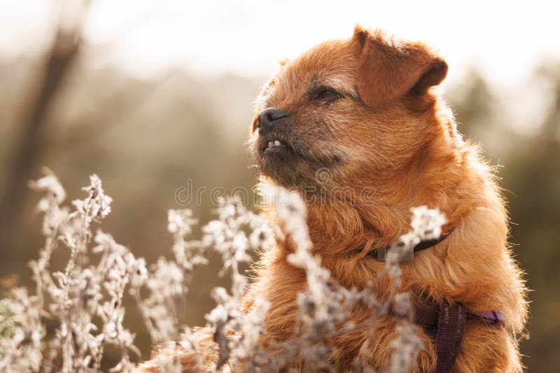 Profile Portrait of an Old Lapdog Backlit Stock Photo - Image of ...