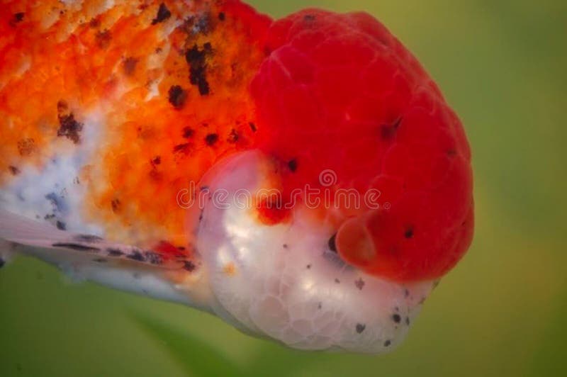 Red cap oranda fish stock image. Image of animal, pond - 25136879