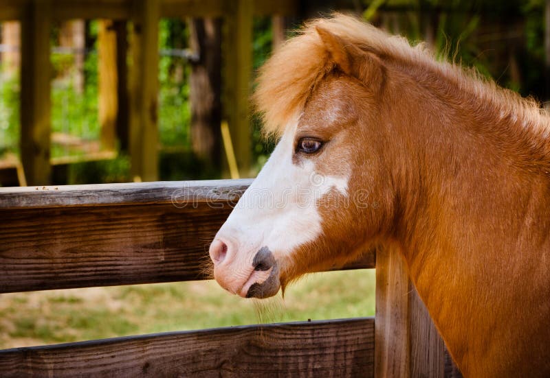 Friendly pony stock photo. Image of closeup, country - 13795848