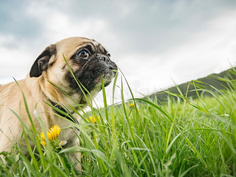 Profile Portrait of a Pug Eating Grass Blade Under the Cloudy Sky Stock ...
