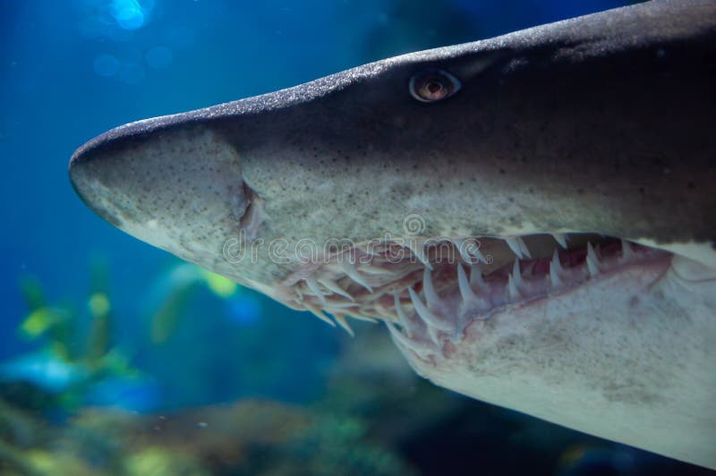 Profile Portrait of a Shark Stock Image - Image of side, chew: 340250947