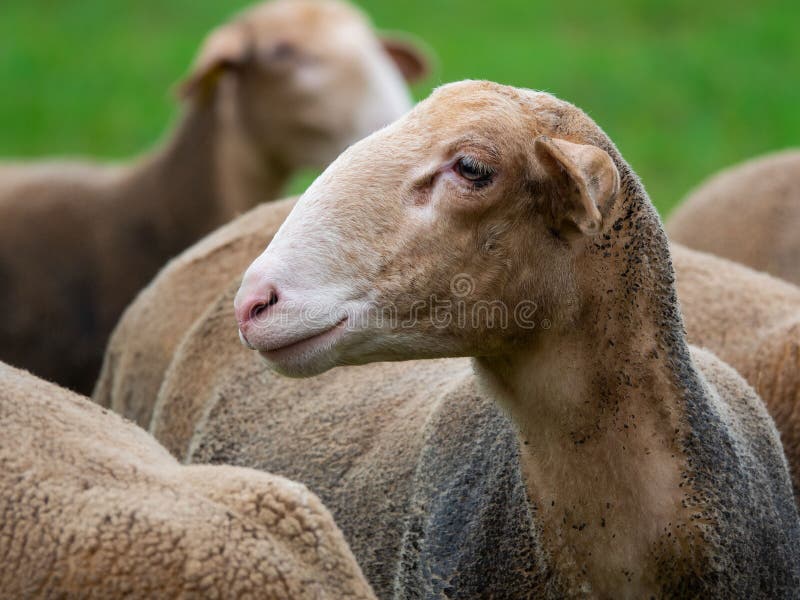 A Funny Sheep in a Pasture with a Mohawk on Its Head Looks into the ...