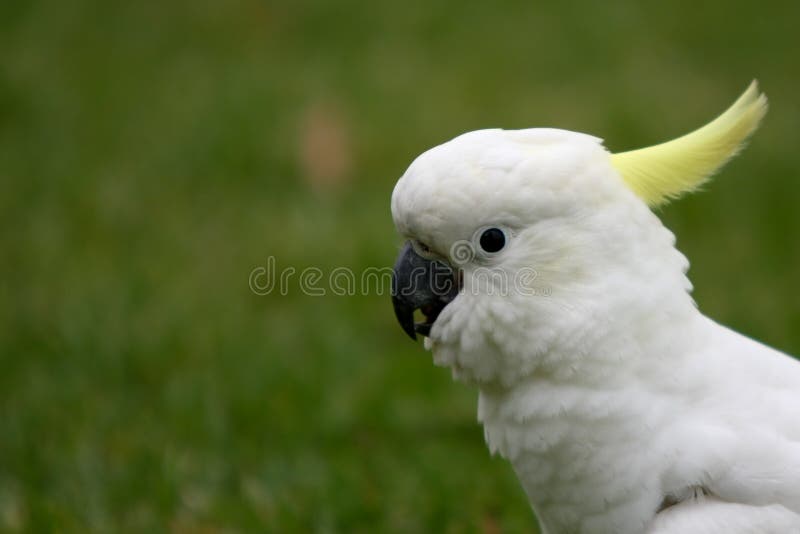 Profile Portrait of a Sulphur Crested Cockatoo. Stock Photo - Image of ...