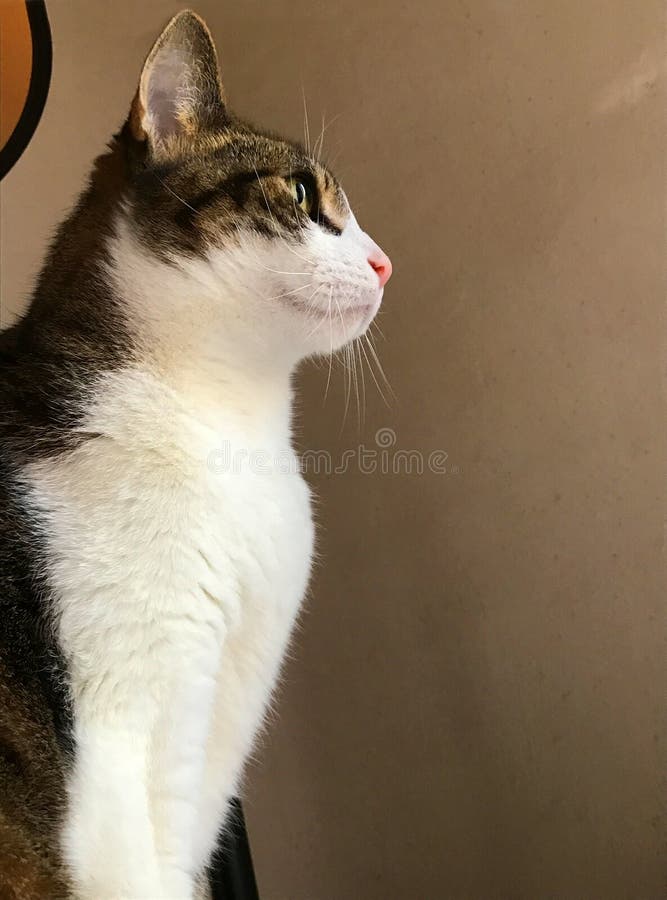 Profile Portrait of Tabby and White Cat Stock Photo - Image of space ...