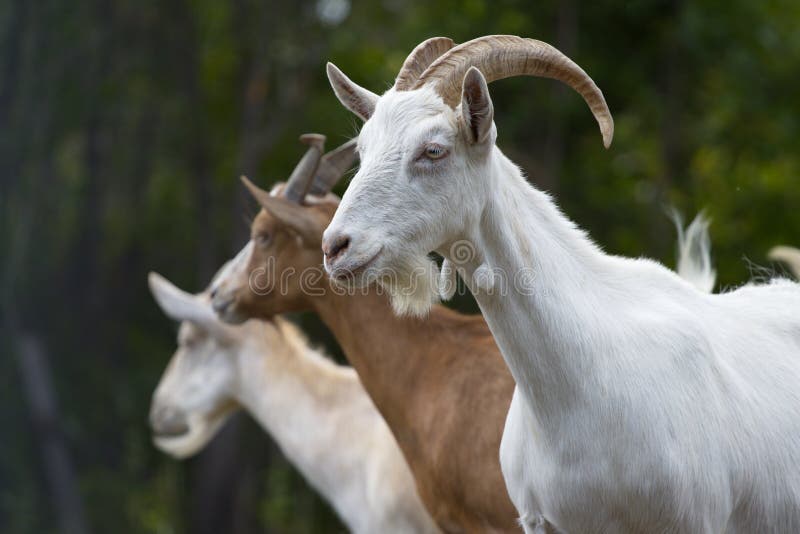 Goats in nature. stock photo. Image of agriculture, domestic - 190626472