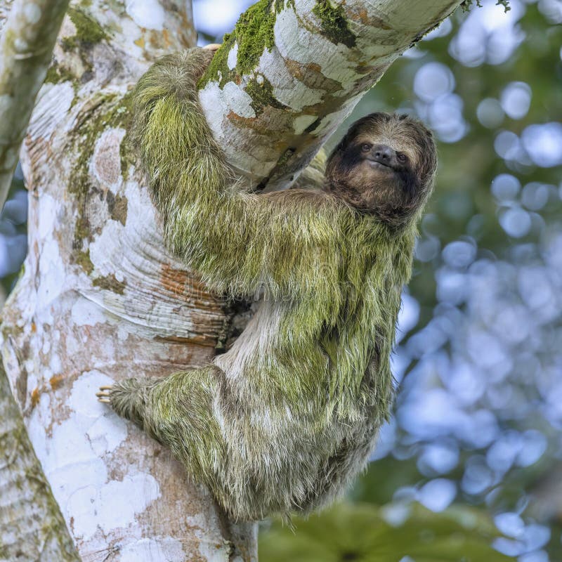 Three toed sloth stock image. Image of mature, outdoors - 234915351