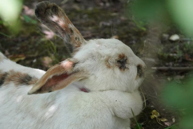 Profile Portrait View of a Rex Rabbit Resting with Closed Eyes Stock ...