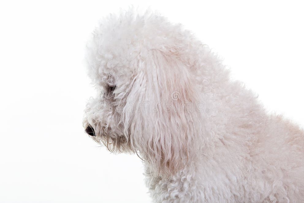 Profile Portrait of a White Poodle Stock Image - Image of profile ...