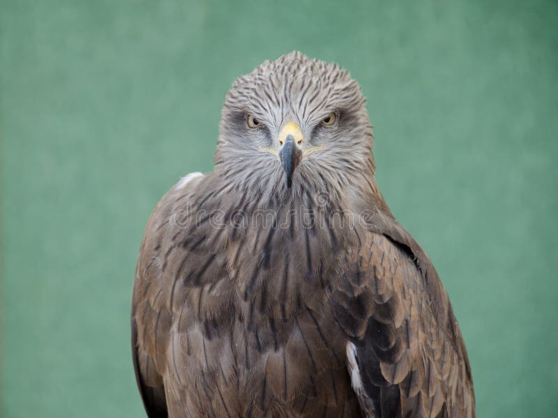 Profile of Predatory Bird Hawk Stock Photo - Image of carnivore ...