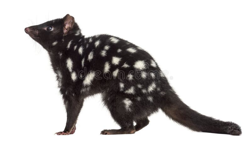 Profile of a Quoll Isolated on White Stock Image - Image of nocturnal ...