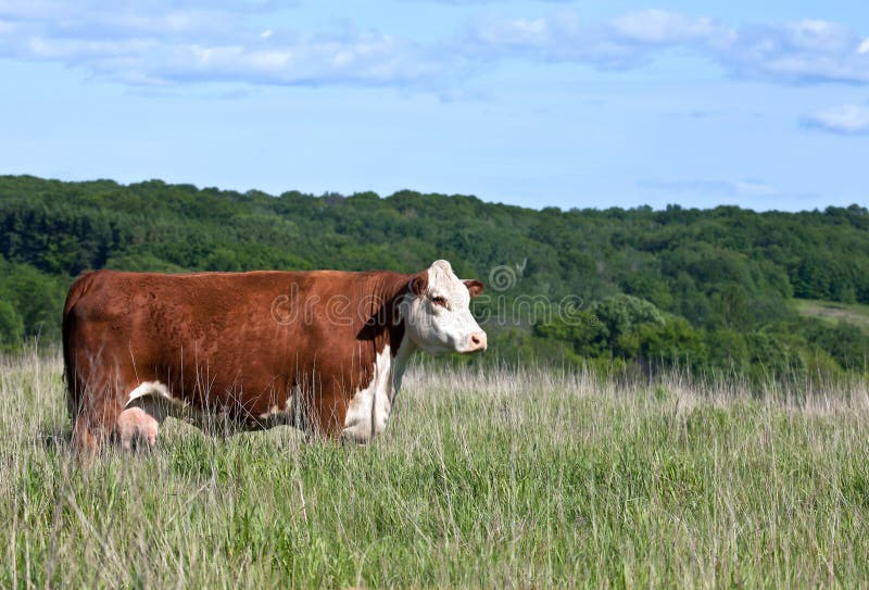 Profile of Red Polled Hereford Cow Stock Image - Image of meadow, farm ...
