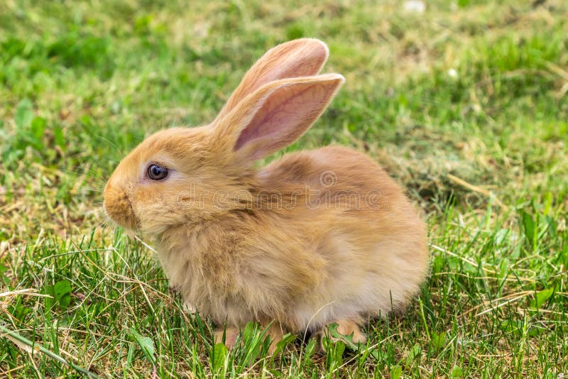Profile of red rabbit stock photo. Image of meadow, cony - 100623408