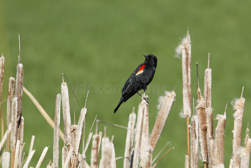 Red Winged Black Bird on Pine Tree Stock Image - Image of outside ...