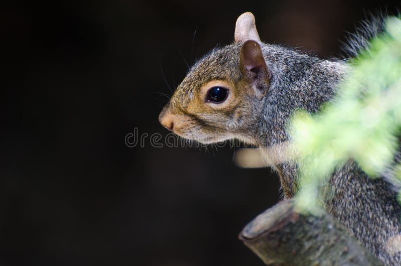 Profile of a Resting Squirrel Stock Photo - Image of rodent, green ...