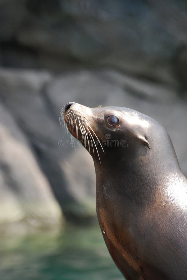 Profile of a Sea Lion stock image. Image of life, lions - 77775457