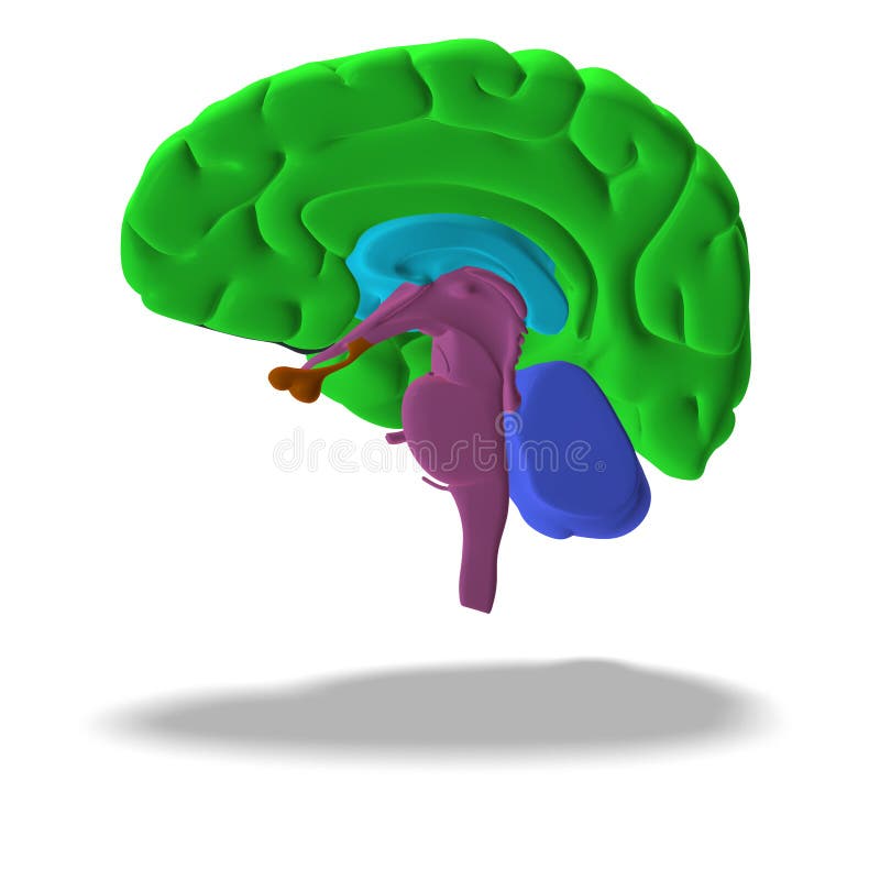 Profile / Section of a Human Brain Stock Illustration - Illustration of ...