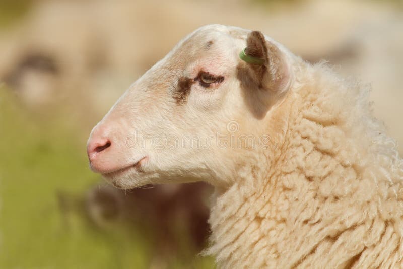 Profile of a sheep stock image. Image of wool, profile - 25915529