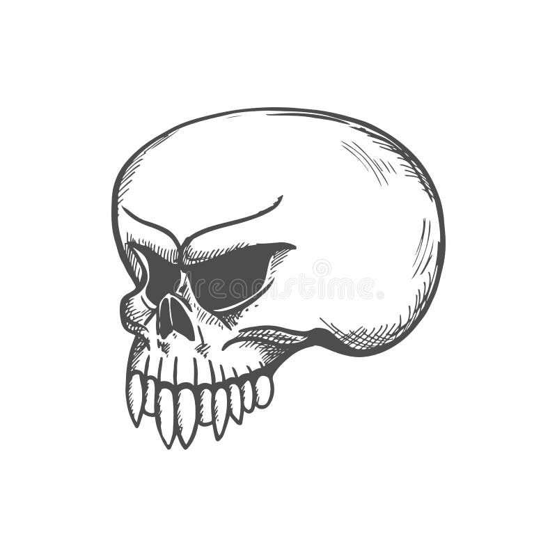 Profile of Skeleton Head with Tooth Isolated Skull Stock Vector ...