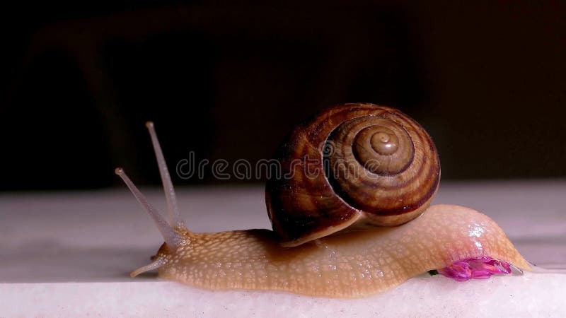 238 Snail Profile Stock Photos - Free & Royalty-Free Stock Photos from ...
