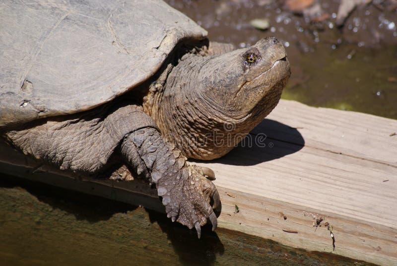 Profile of a Snapping Turtle Stock Photo - Image of snapping, claws ...