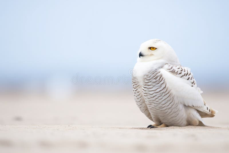 Profile of a Snowy Owl on Snow Ground Stock Photo - Image of bird ...