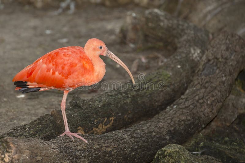 South American Scarlet Ibis Stock Image - Image of bird, feathers: 61478323