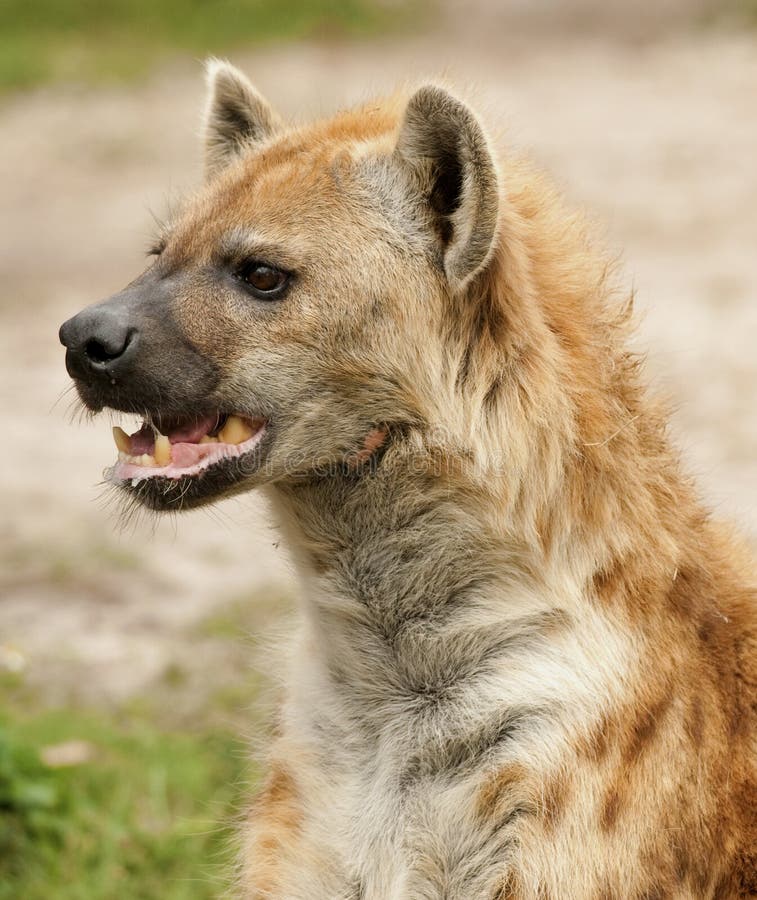 Profile of a Spotted Hyena stock photo. Image of african - 13663436