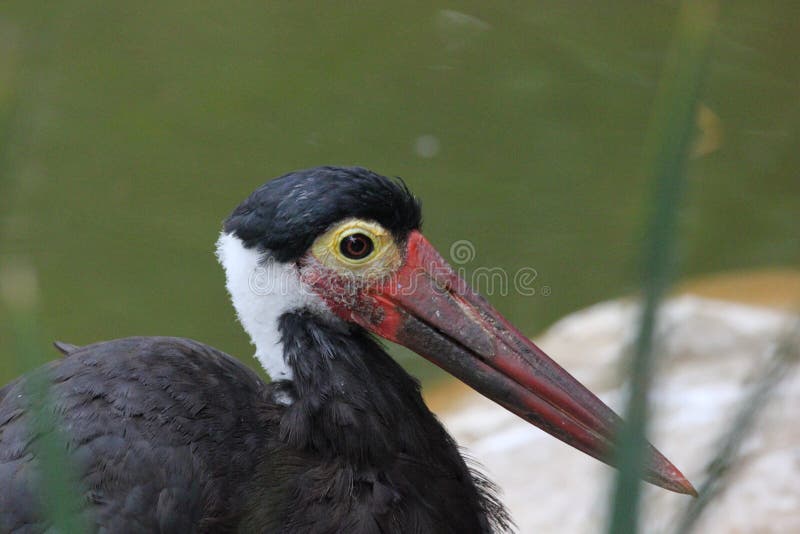 Profile of Storm s stork stock image. Image of stand - 75608585