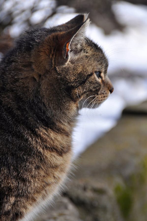 Profile tabby cat stock image. Image of winter, kitty - 39614843