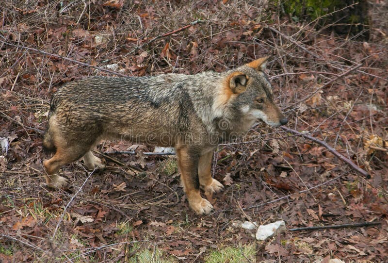 Profile of Timber Wolf in the Forest, Abruzzo Stock Image - Image of ...