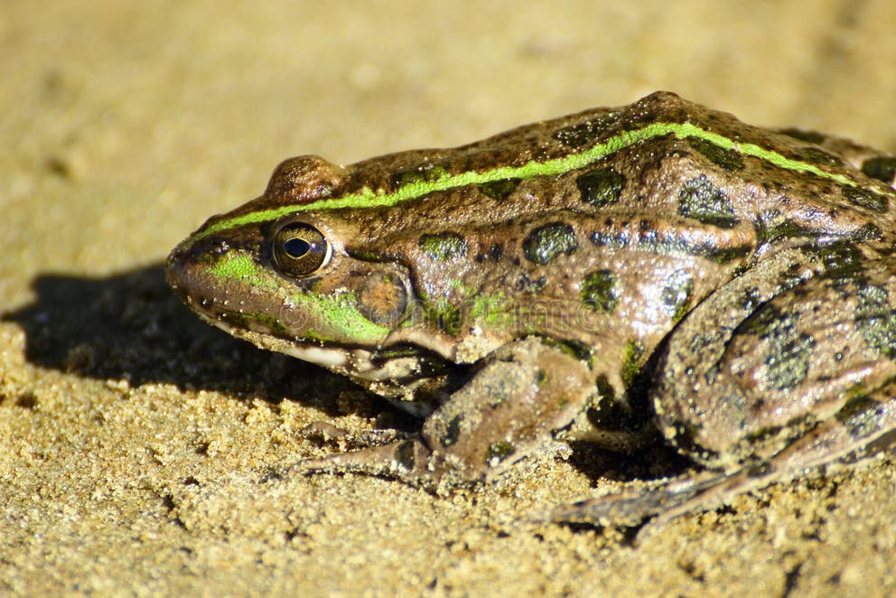 Profile toad stock image. Image of side, texture, fauna - 78104427