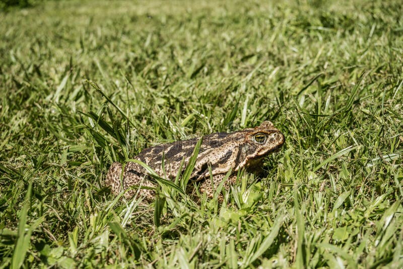 Profile Toad that Sits in the Sun Stock Photo - Image of single, nature ...
