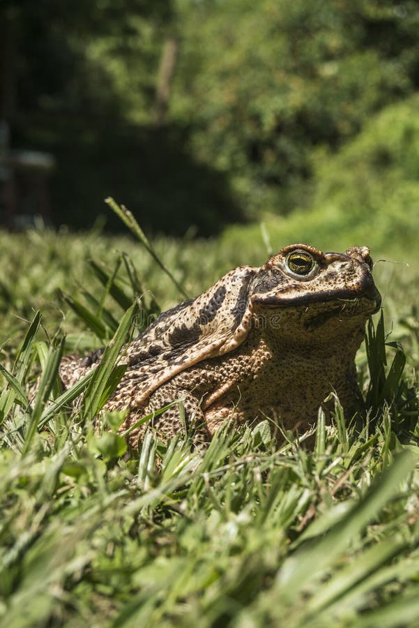 Profile Toad that Sits in the Sun Stock Image - Image of nature ...