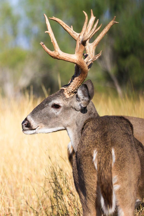 Profile of a trophy buck stock photo. Image of tines - 80410334