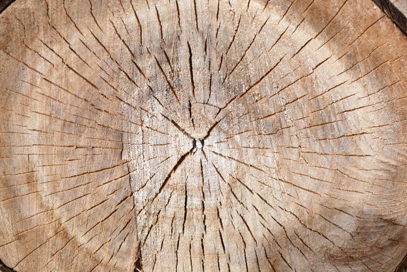 Profile of trunk stock photo. Image of tree, profile - 28880222