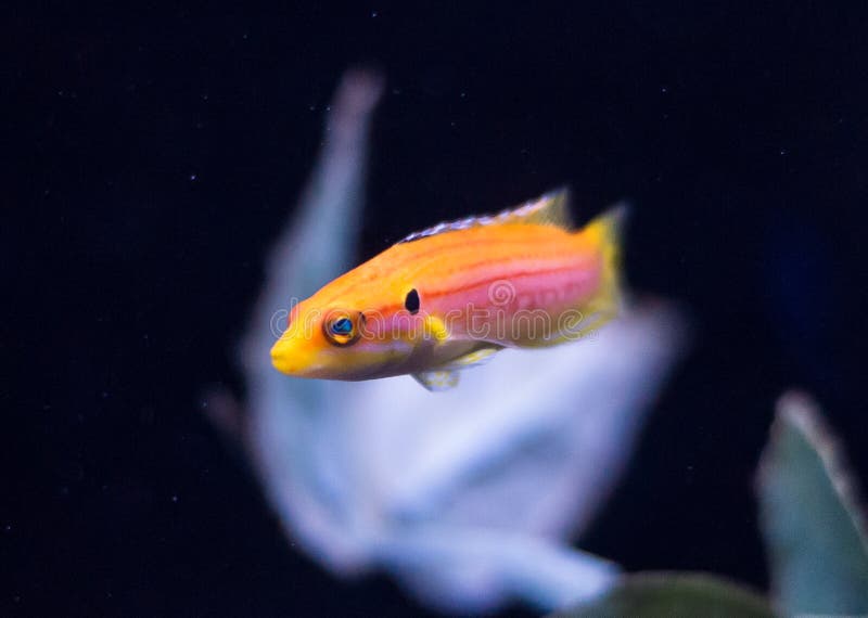 Two Spot Candy Hogfish in Tank Stock Photo - Image of orange, yellow ...