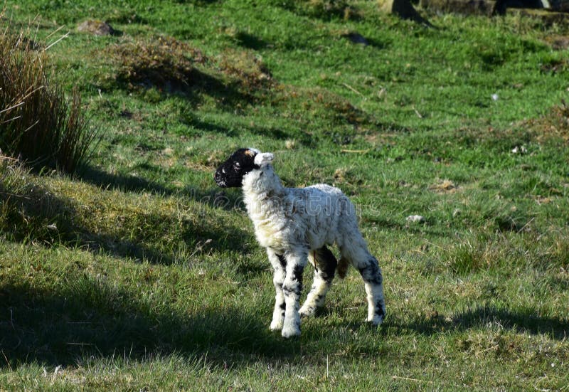 Profile of a Very Young Swaledale Lamb in the Dales Stock Image - Image ...