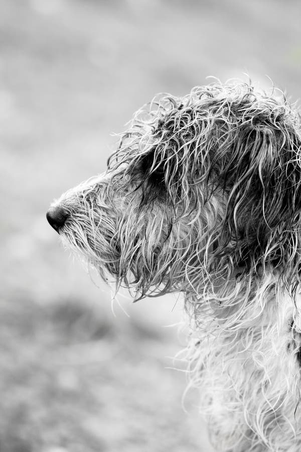 2,605 Dog Nose Side View Stock Photos - Free & Royalty-Free Stock ...